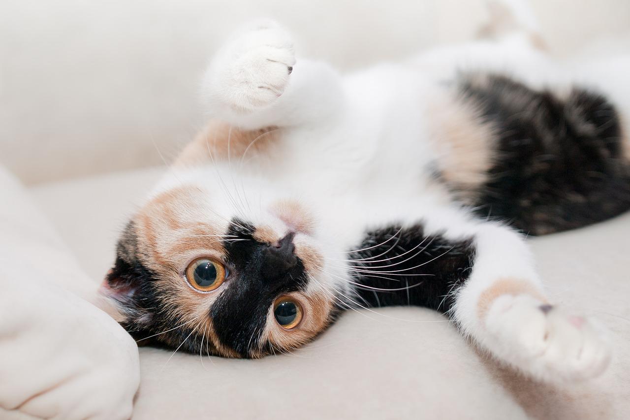 Why Cats Need Routine Wellness Care | Purrfurably Cats Veterinary Hospital
